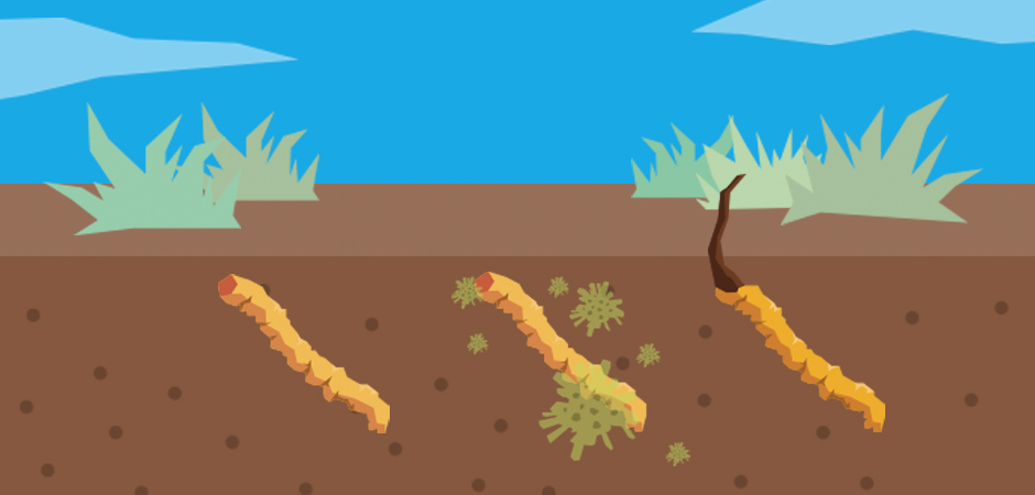 What is Cordyceps - Is it an animal or a herb?