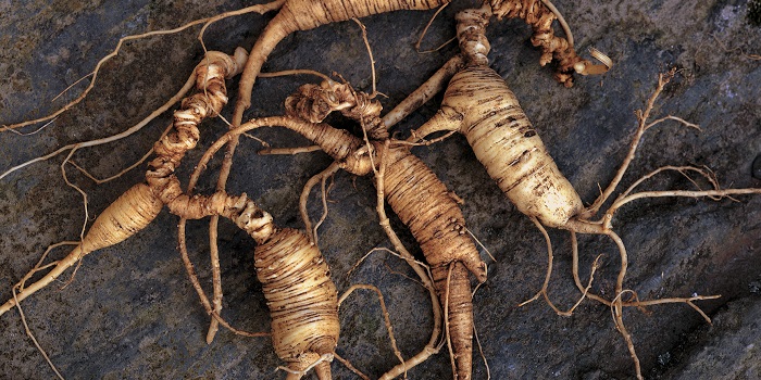 Benefits of American Ginseng | EuYanSang.com
