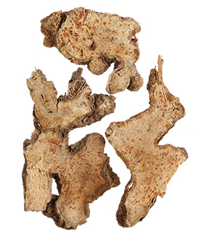 Atractylodes Rhizome