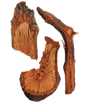 Tuber Fleeceflower Stem