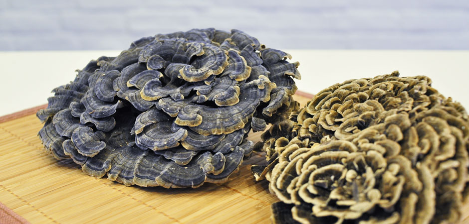 The Power Of Yunzhi - Medicinal Mushrooms - Eu Yan Sang International