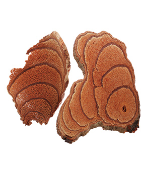 Suberect Spatholobus Stem